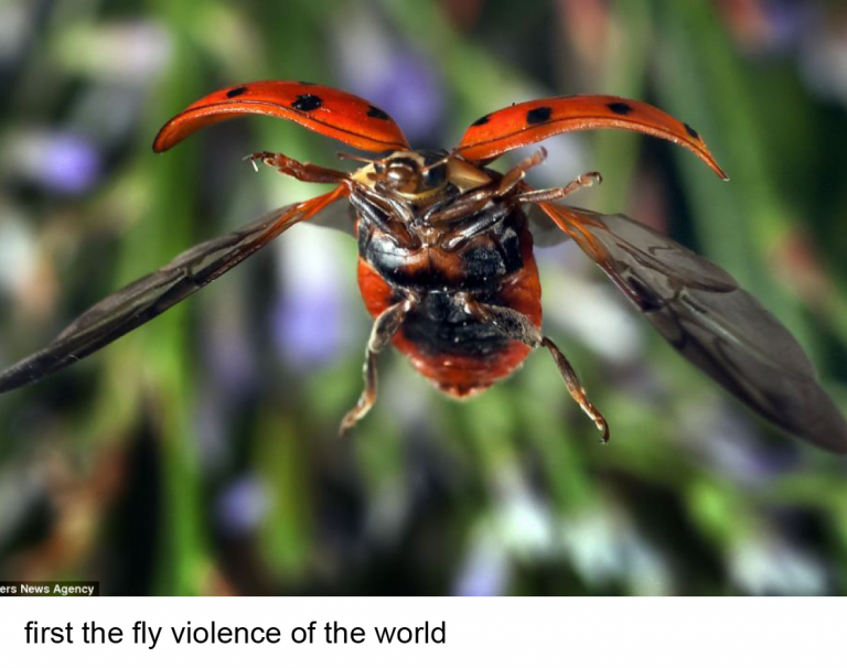 An Interview with Artist Adriana Ramic - Teeth Magazine